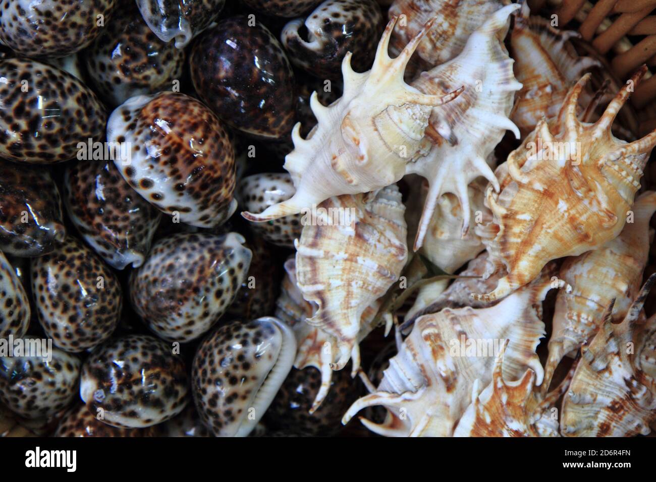 sea shells texture ,nice tourist souvenirs background Stock Photo - Alamy