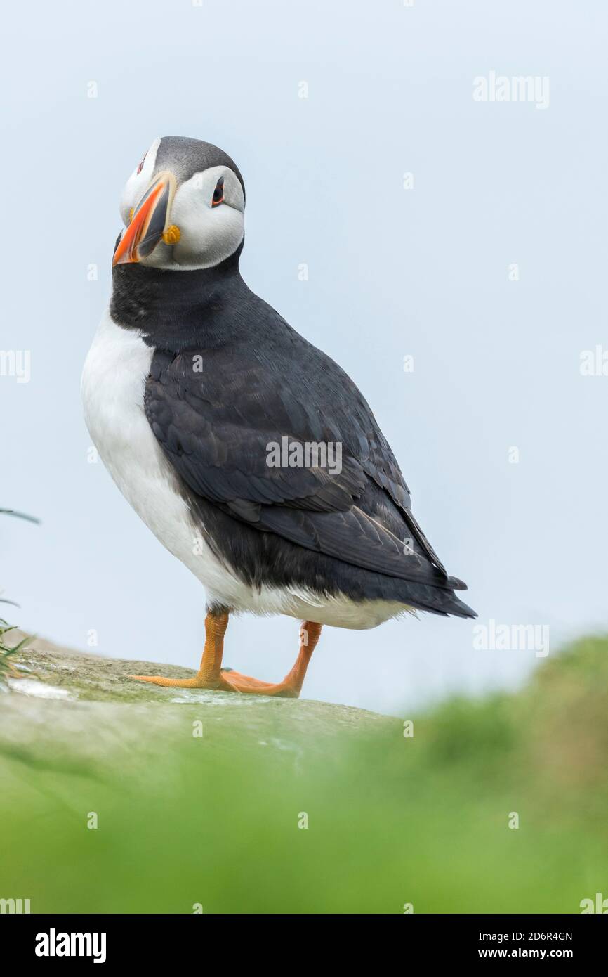 Atlantic Puffin (Fratercula arctica) in a puffinry on Mykines, part of ...