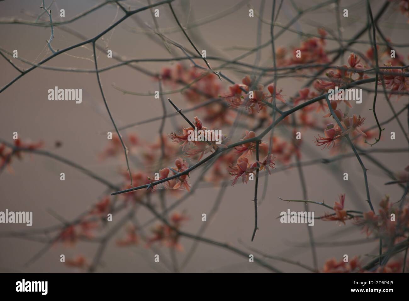 Capparis Decidua High Resolution Stock Photography and Images - Alamy