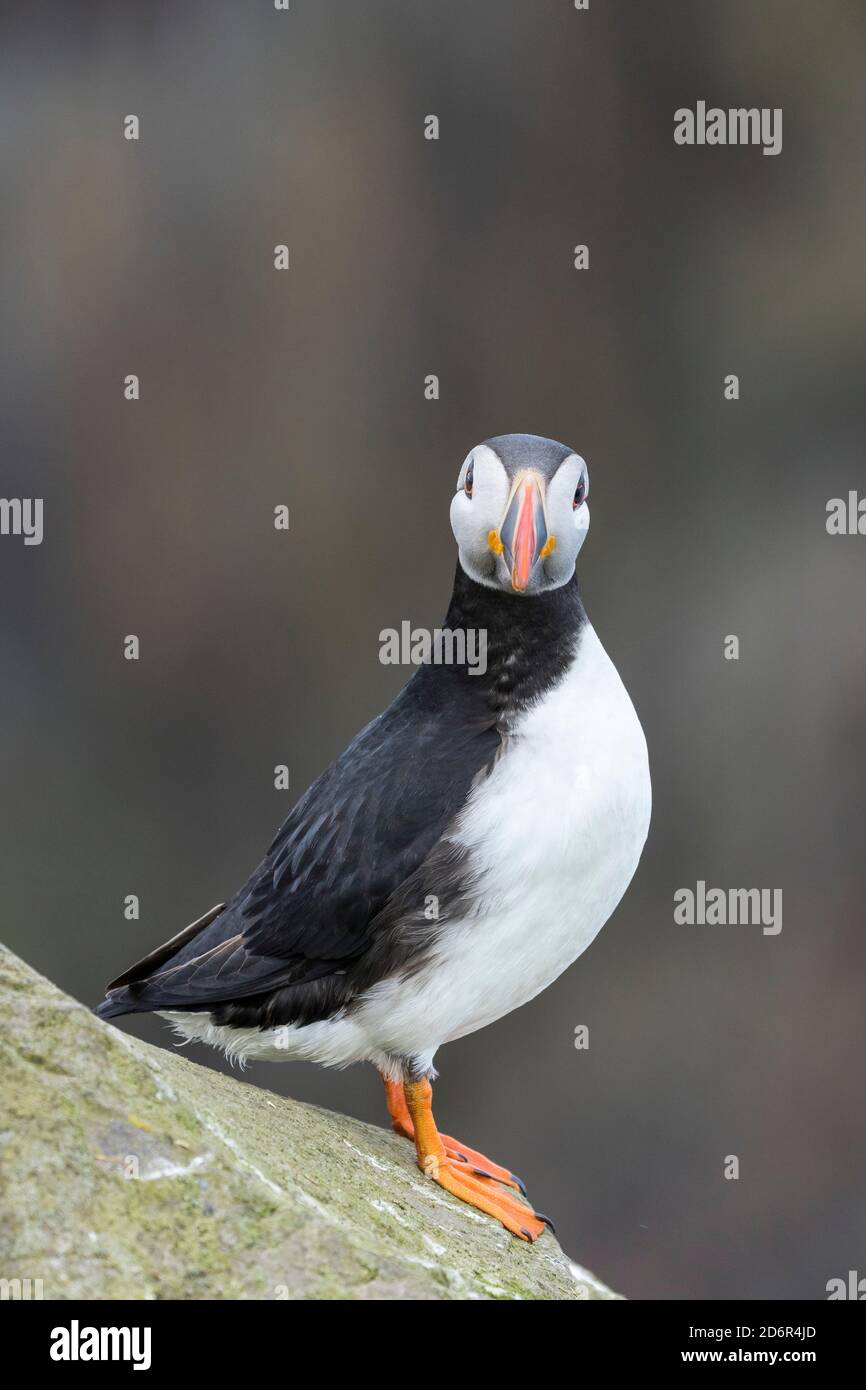 Atlantic Puffin (Fratercula arctica) in a puffinry on Mykines, part of ...