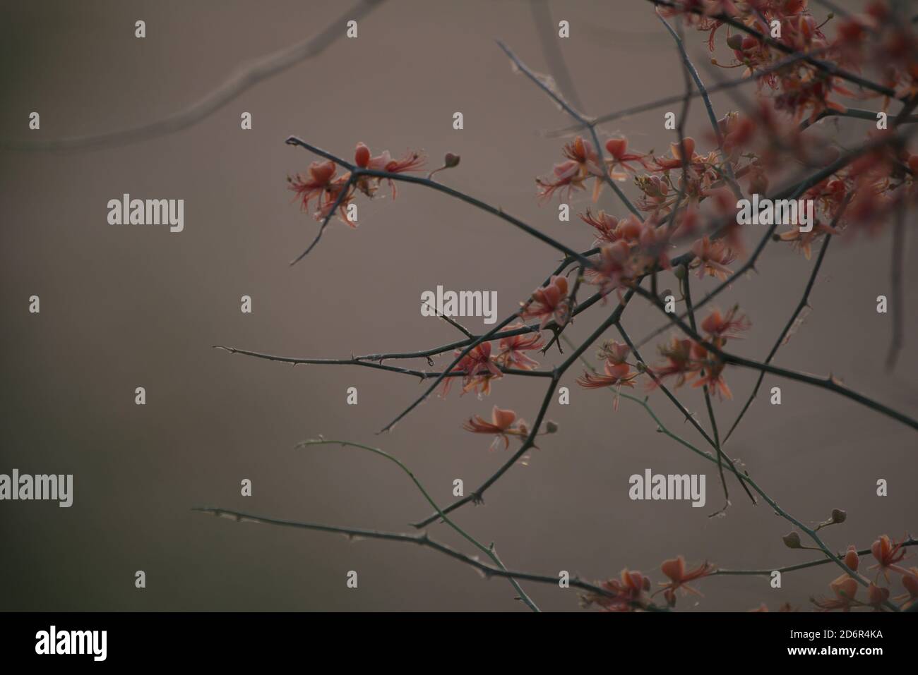 Capparis decidua,Capparis decidua, known in Hindi as karira, kair or ...