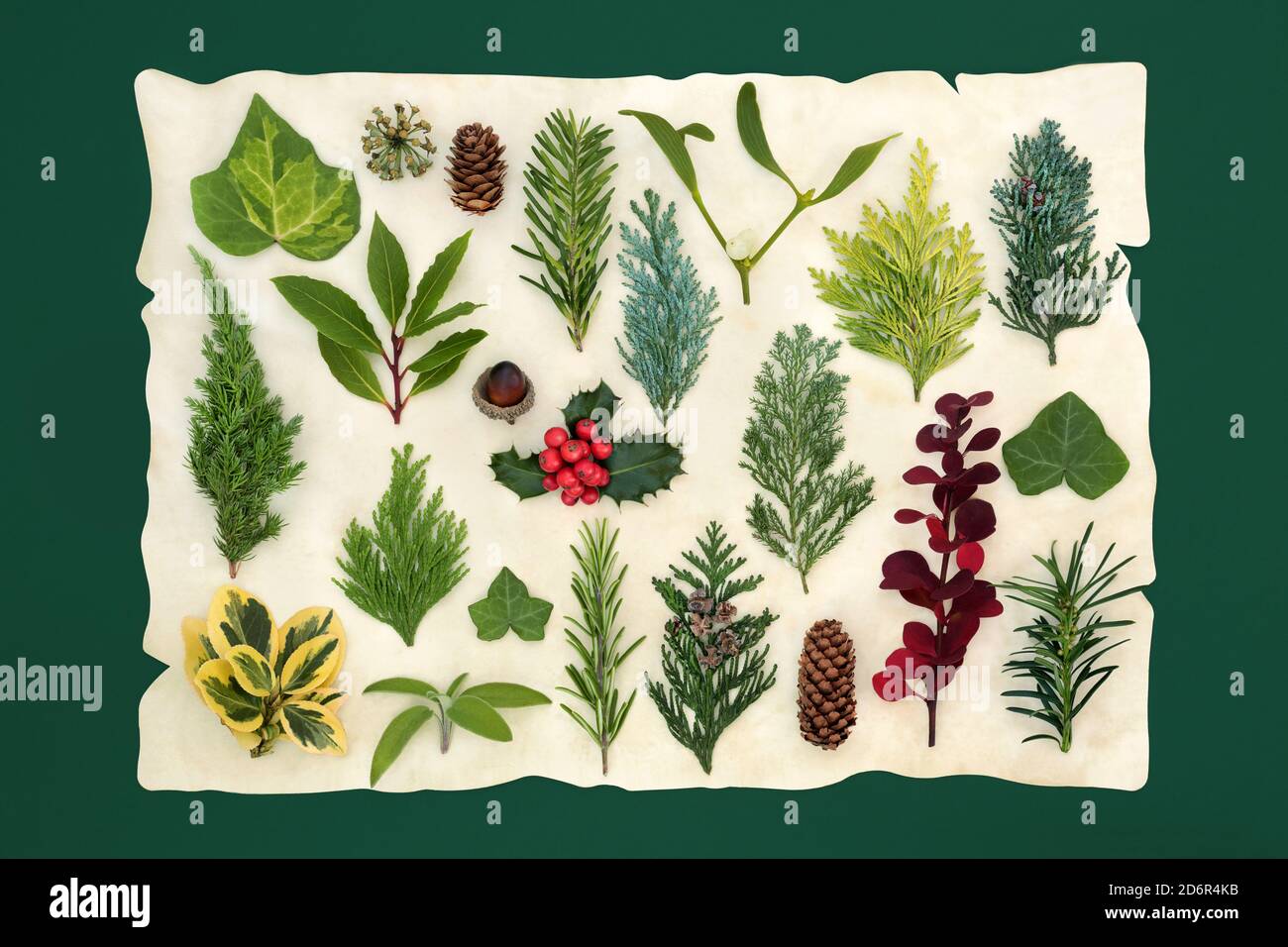 Large European natural winter greenery collection with holly & a ...