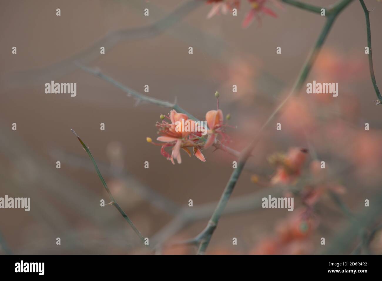 Capparis decidua,Capparis decidua, known in Hindi as karira, kair or ...