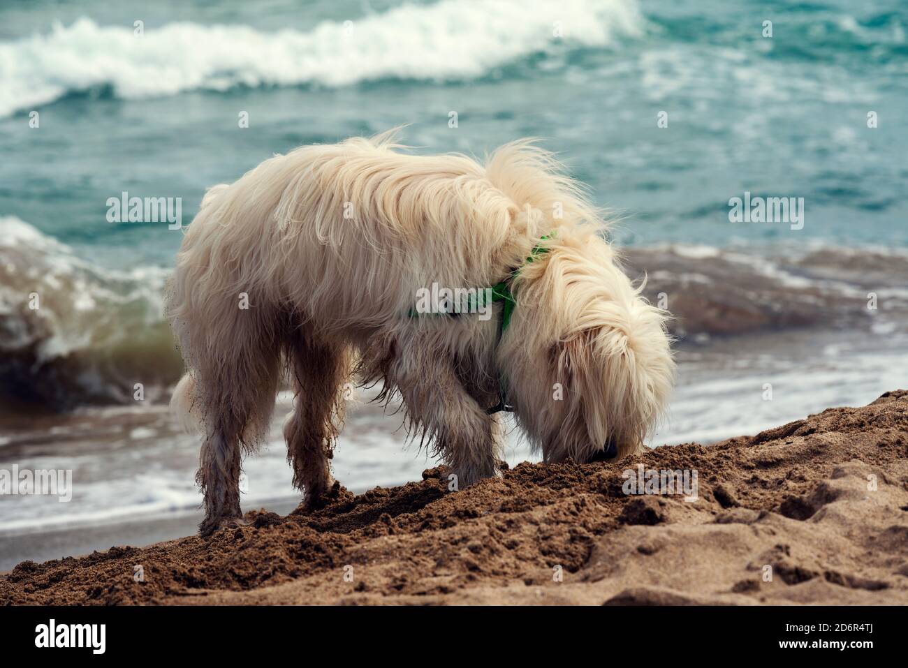 White dog digging theWhite dog digging the sand beach Adopted pet sand ...