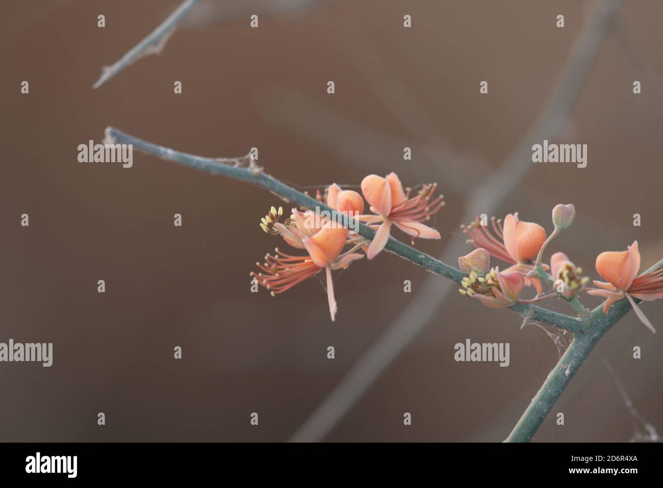 Capparis Decidua High Resolution Stock Photography and Images - Alamy