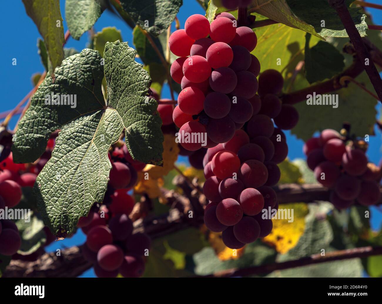 Horizontal image of red clusters of grapes on a vine. Close up ...