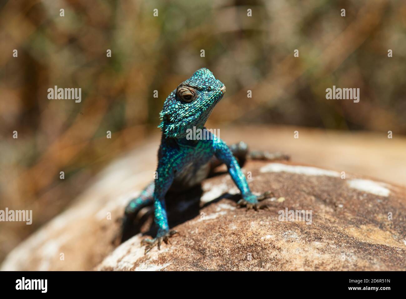 Southern Cape Agama Lizard basking on rock in Jonkershoek nature ...