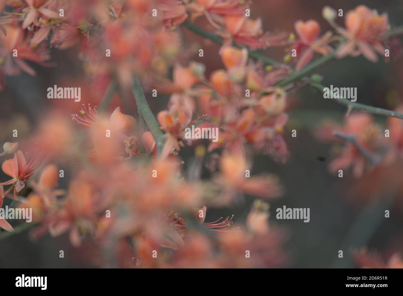 Capparis Decidua High Resolution Stock Photography and Images - Alamy