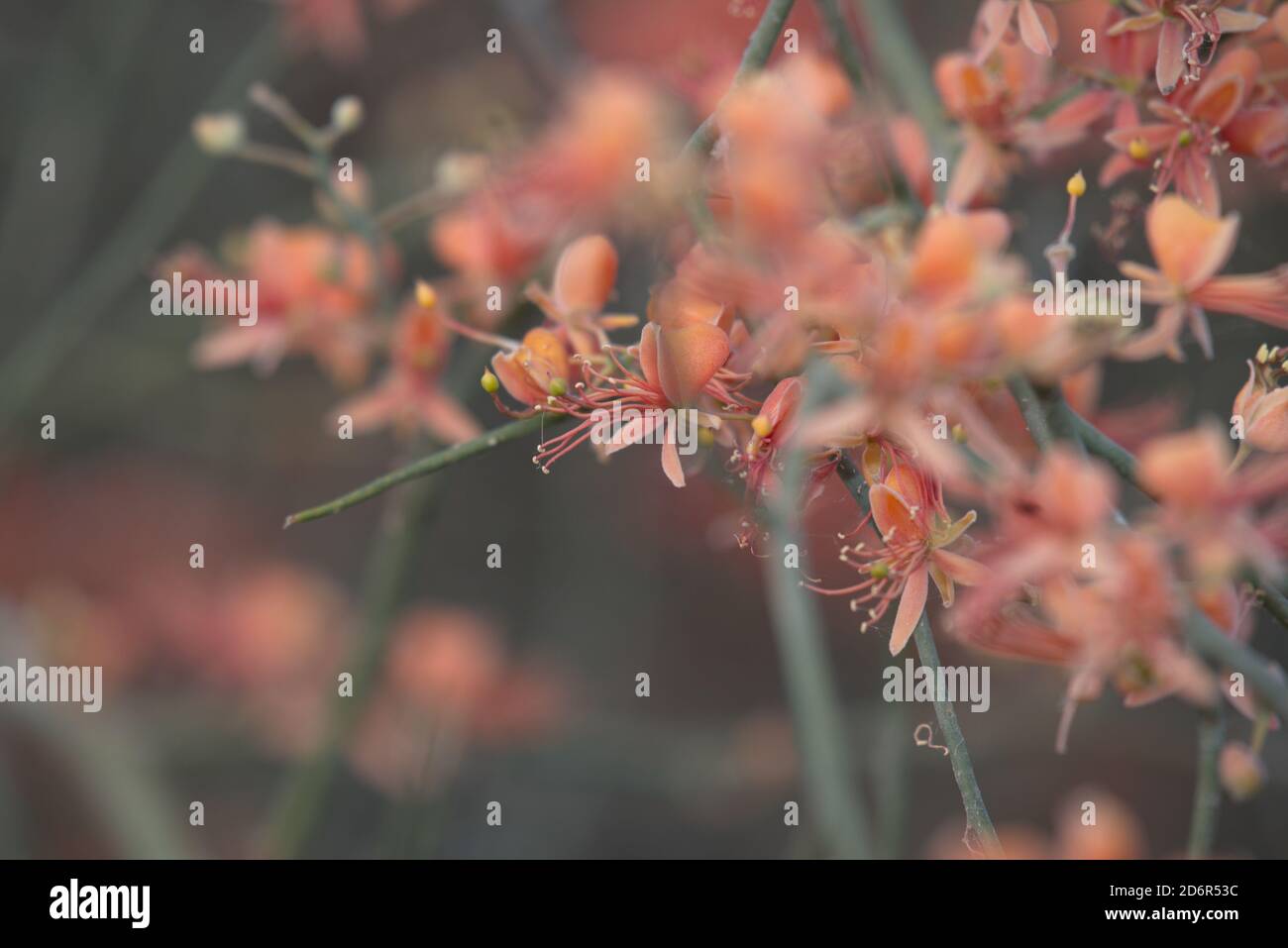 Capparis decidua,Capparis decidua, known in Hindi as karira, kair or ...