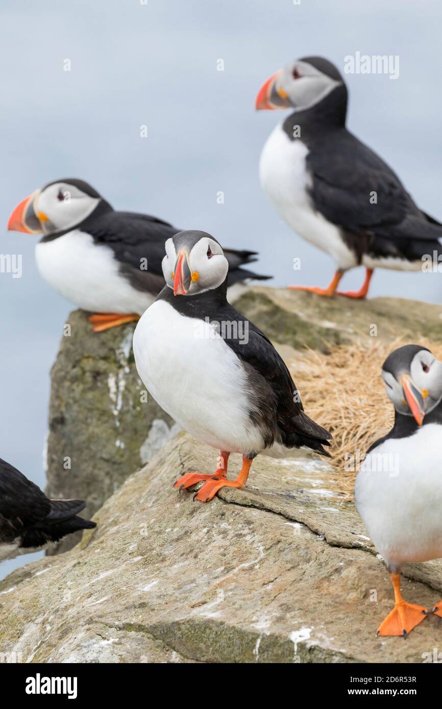 Atlantic Puffin (Fratercula arctica) in a puffinry on Mykines, part of ...