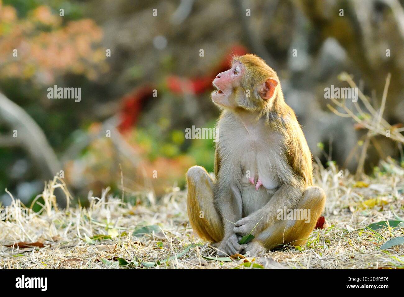 Female rhesus macaque hi-res stock photography and images - Alamy