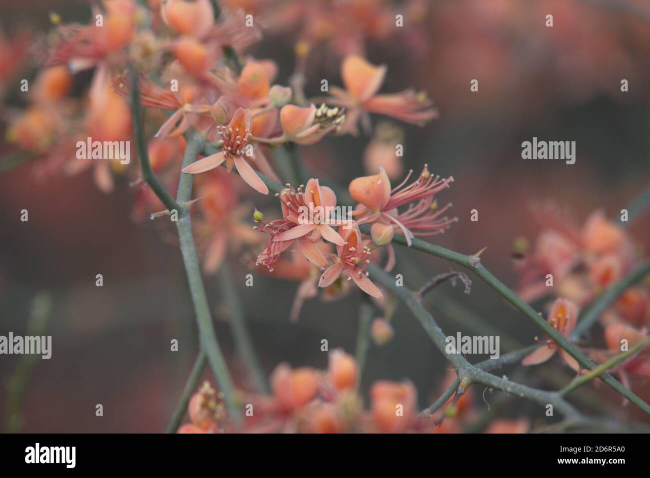 Capparis decidua,Capparis decidua, known in Hindi as karira, kair or ...