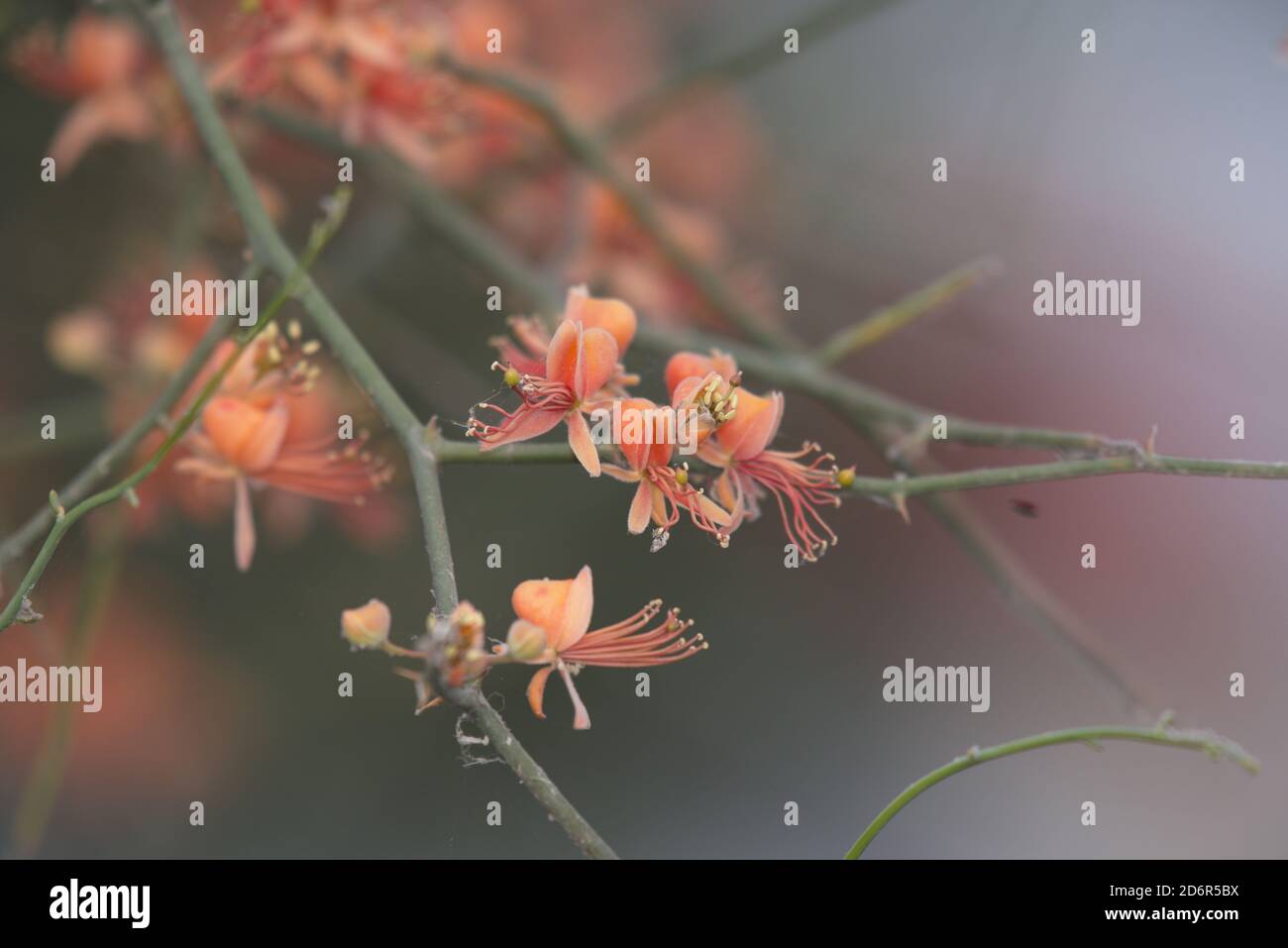 Capparis decidua,Capparis decidua, known in Hindi as karira, kair or ...