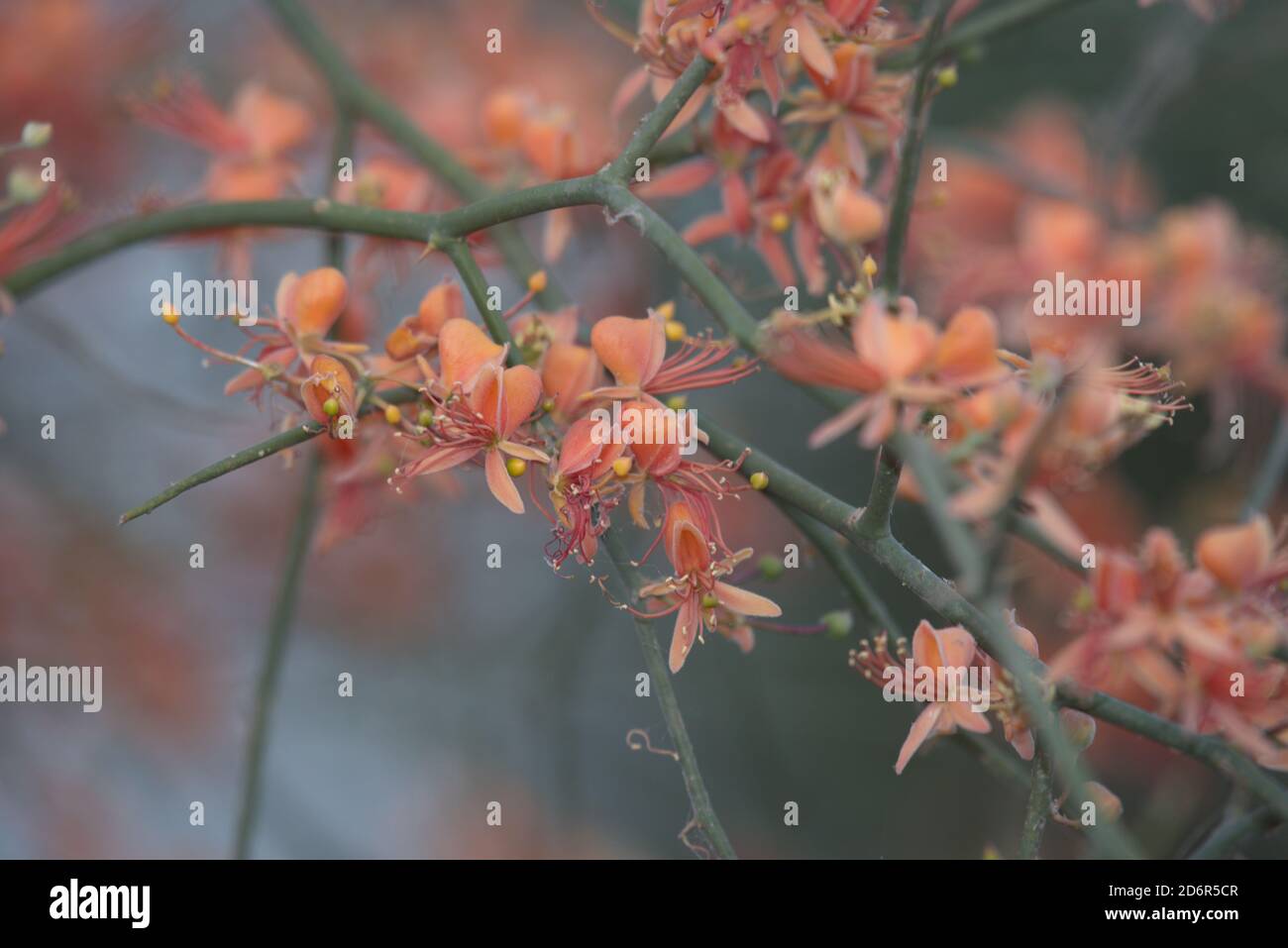 Capparis decidua,Capparis decidua, known in Hindi as karira, kair or ...