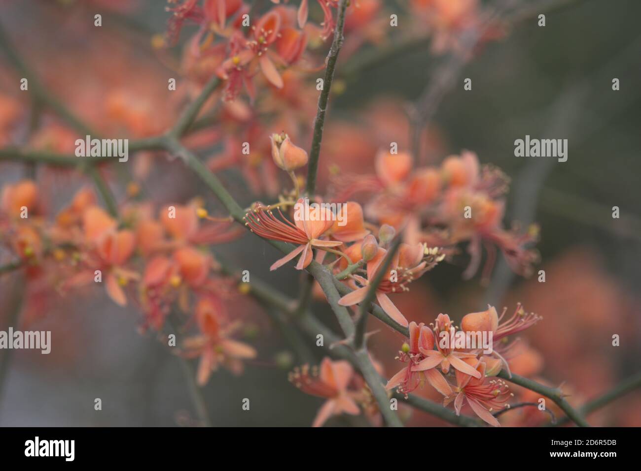 Capparis decidua,Capparis decidua, known in Hindi as karira, kair or ...