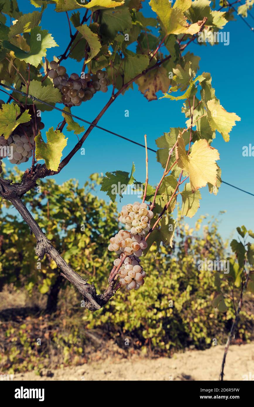 White wine clusters of grapes on a vine. Selective focus Stock Photo ...