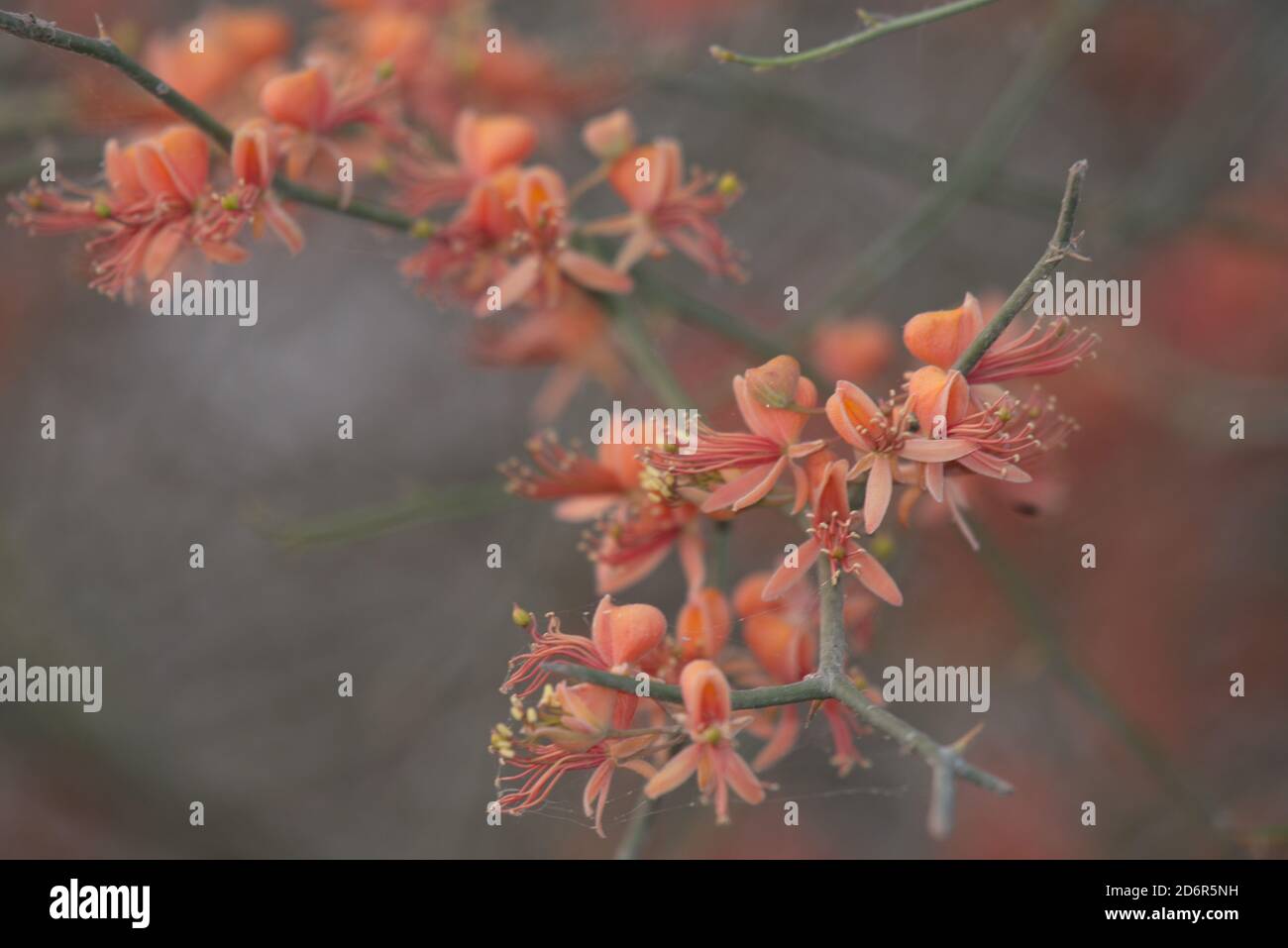 Capparis decidua,Capparis decidua, known in Hindi as karira, kair or ...