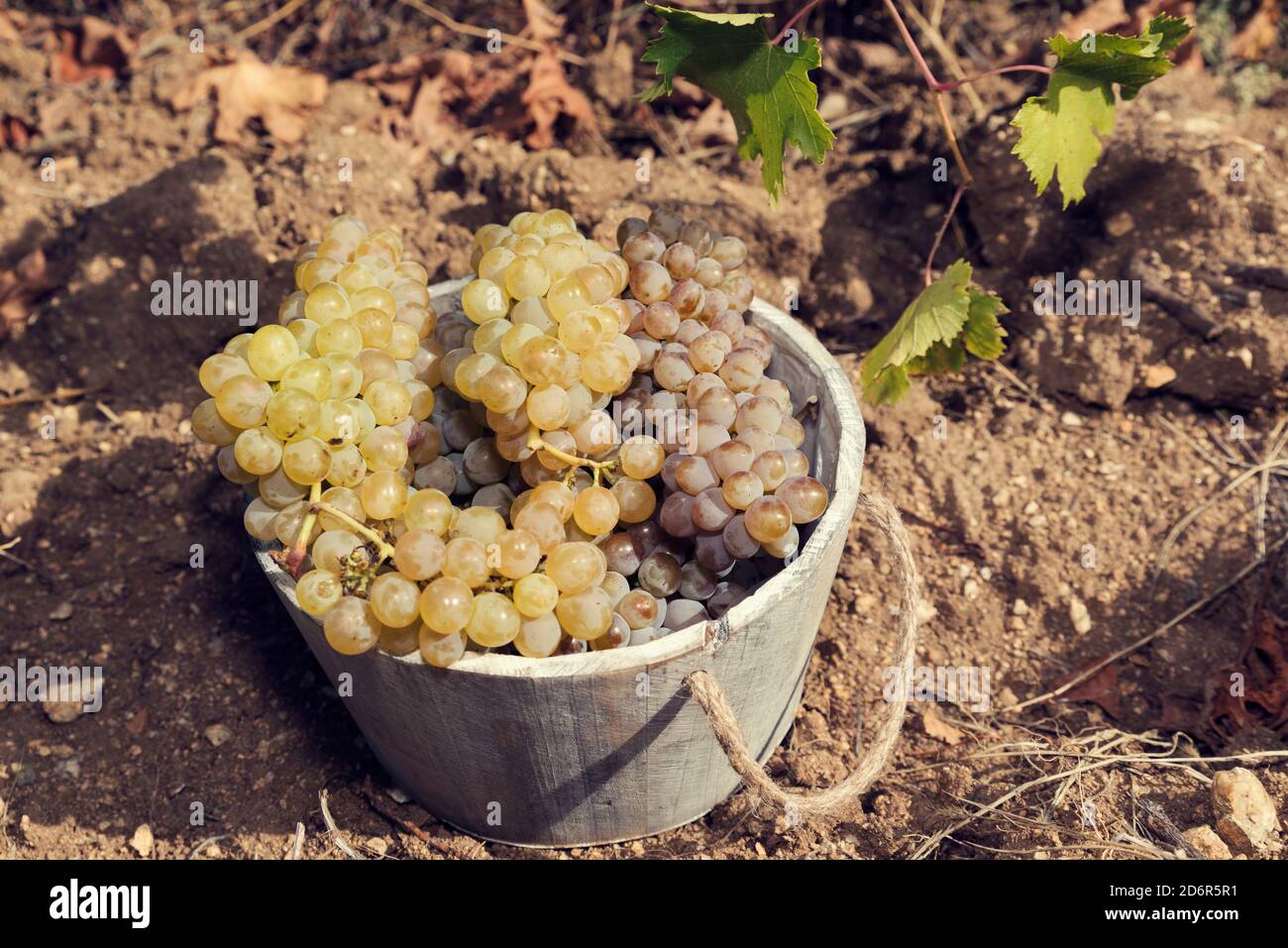 Wooden bucket full of grapes on the ground in a vineyard. Selective ...