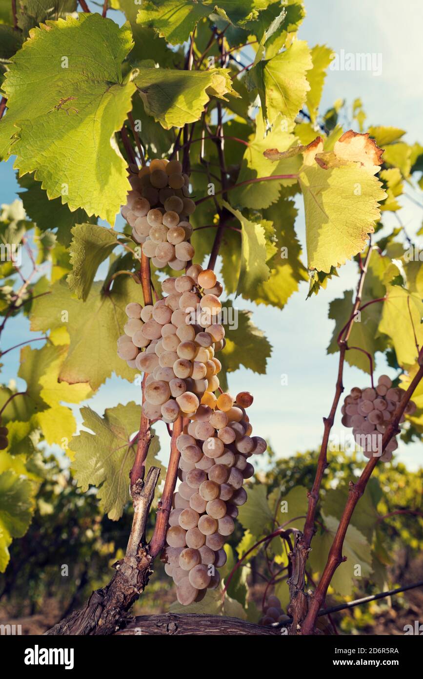 Amber cluster on a vine. Harvesting and wine making. Portrait image ...