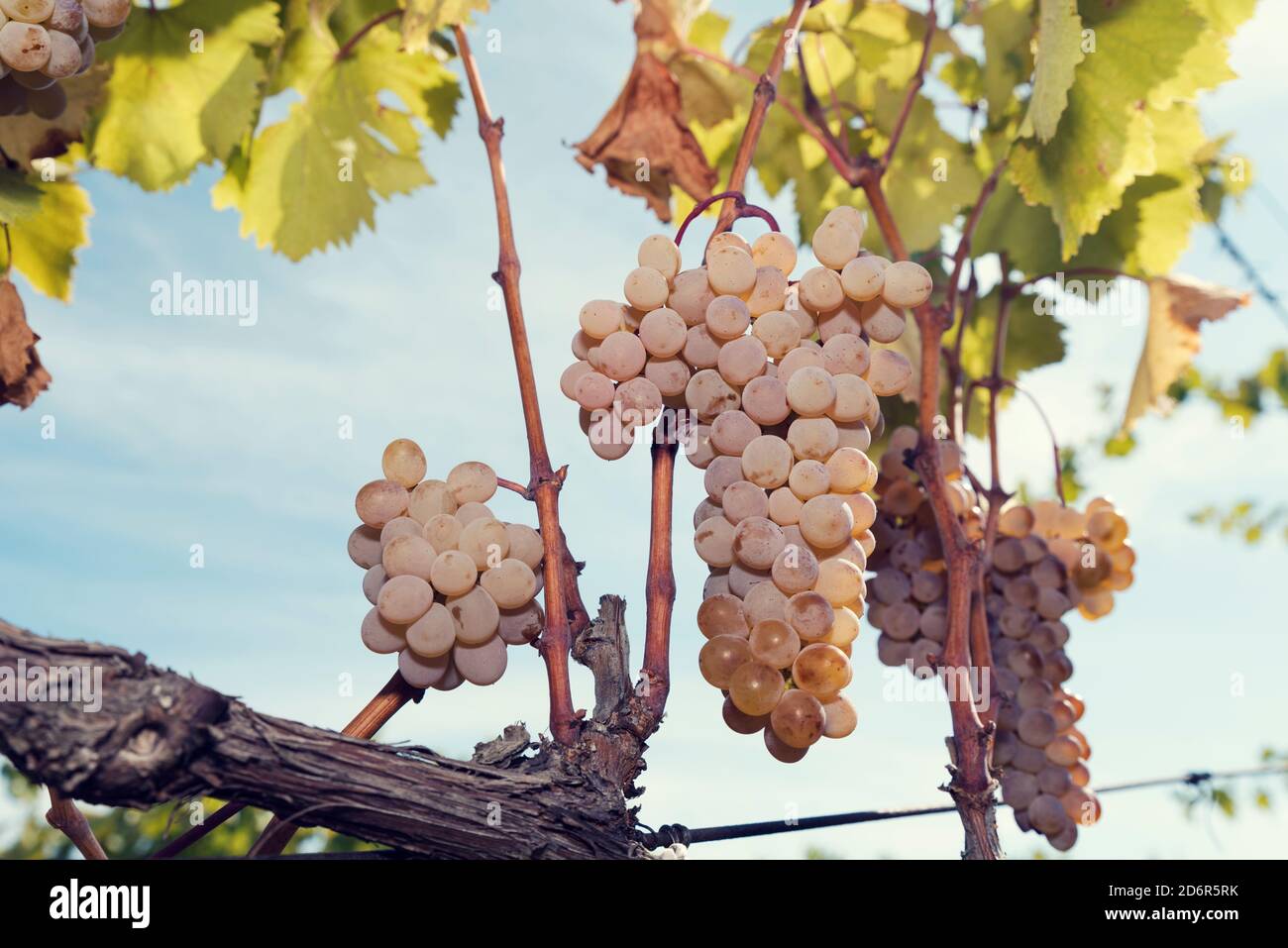 Amber clusters on a vine in a vineyard. Harvesting. Selective focus ...