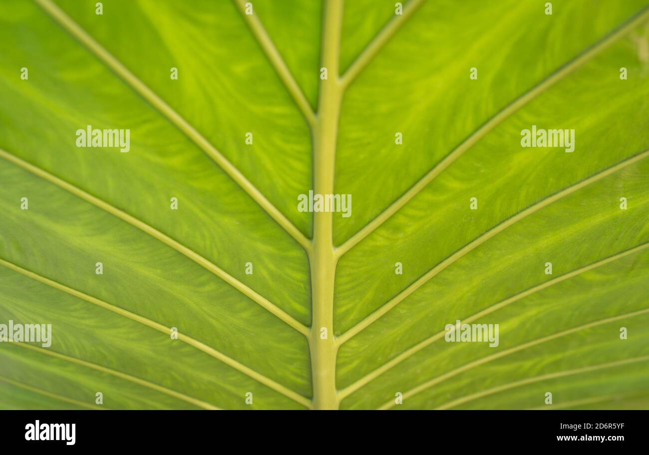 Bottom view of huge green leaf background Stock Photo - Alamy