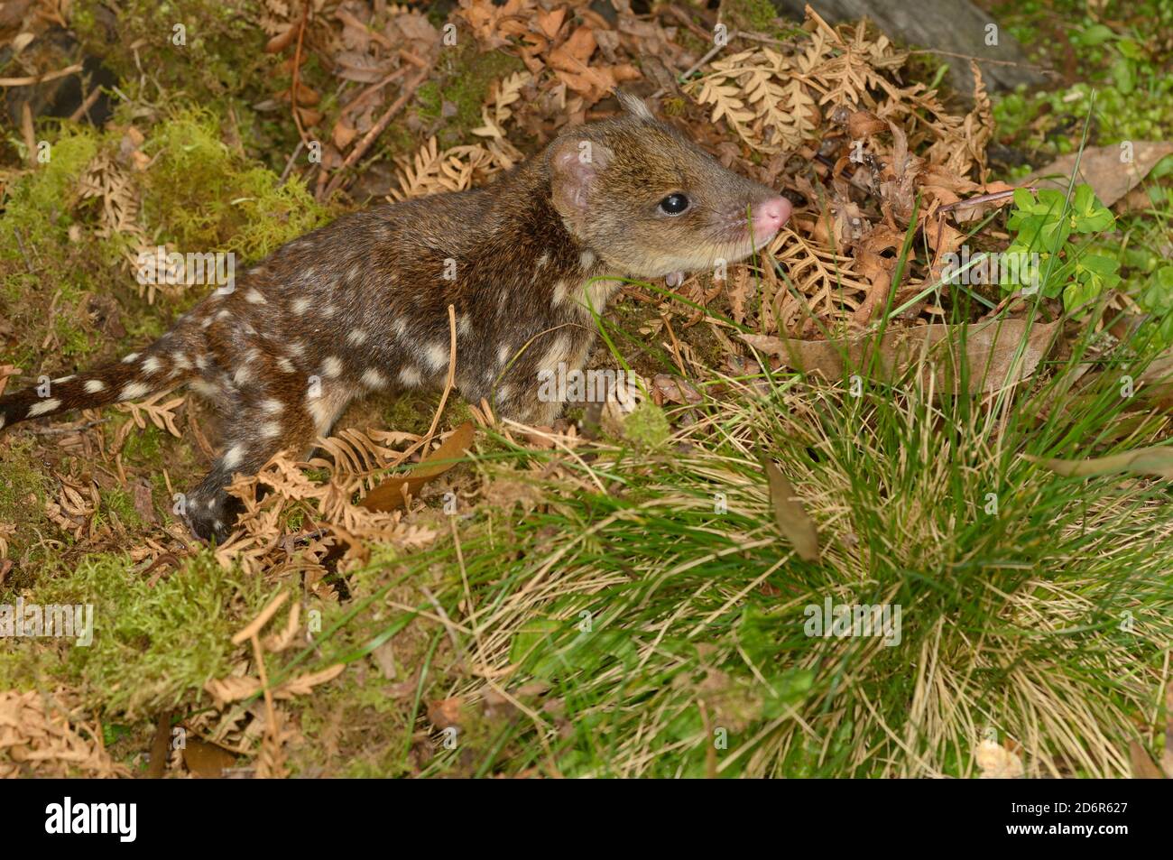 Quoll pouch hi-res stock photography and images - Alamy
