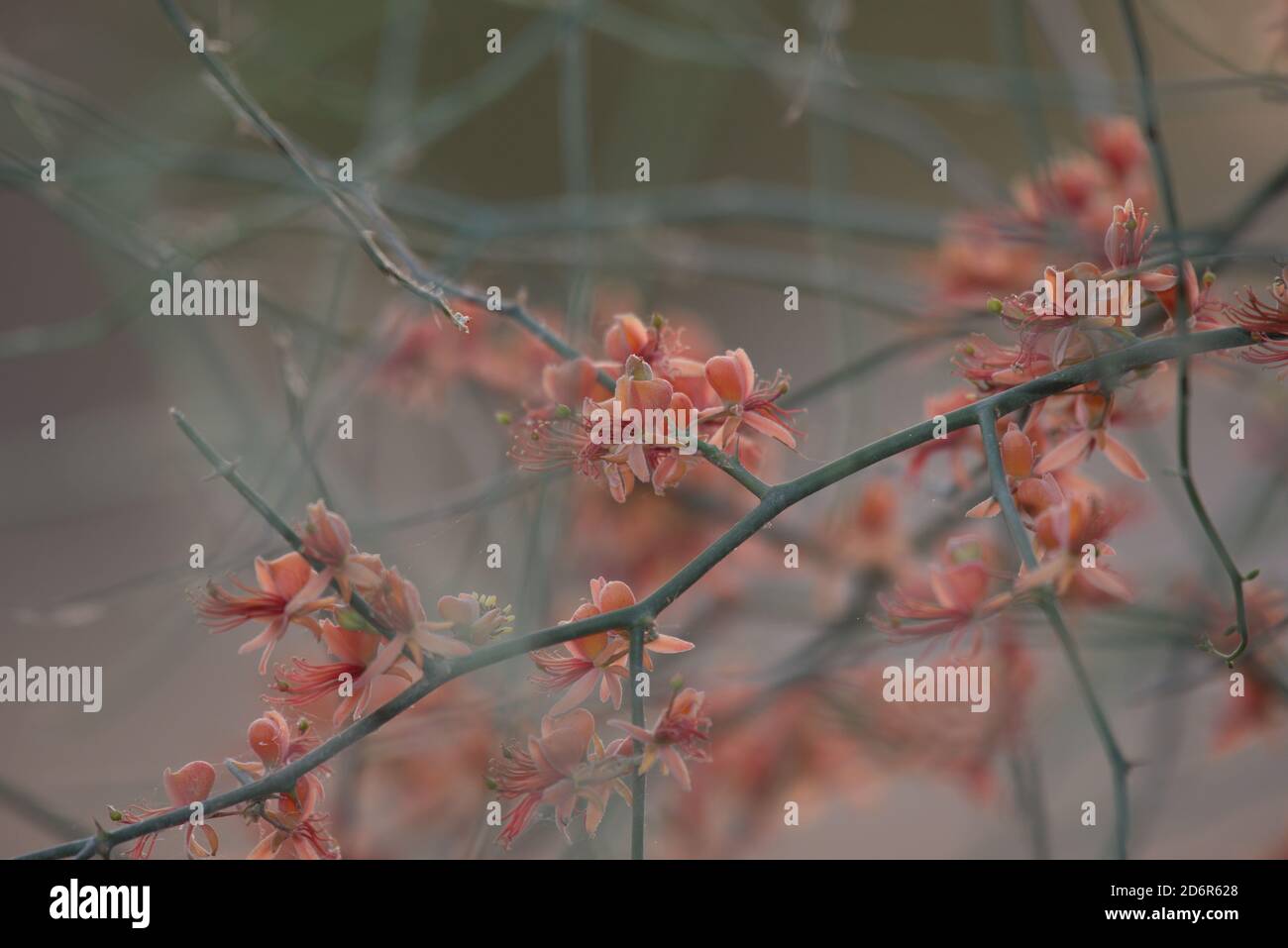 Capparis decidua,Capparis decidua, known in Hindi as karira, kair or ...