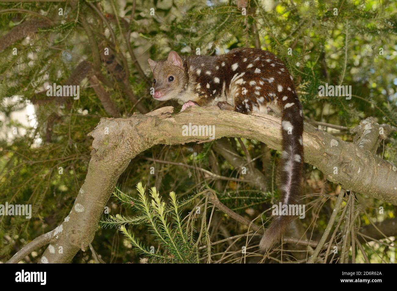 Spotted-tailed Quoll Dasyurus maculatus Up a tree Photographed in ...