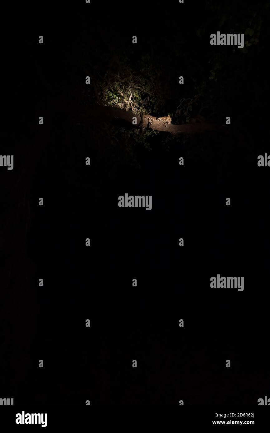 Leopard sleep tree hi-res stock photography and images - Alamy