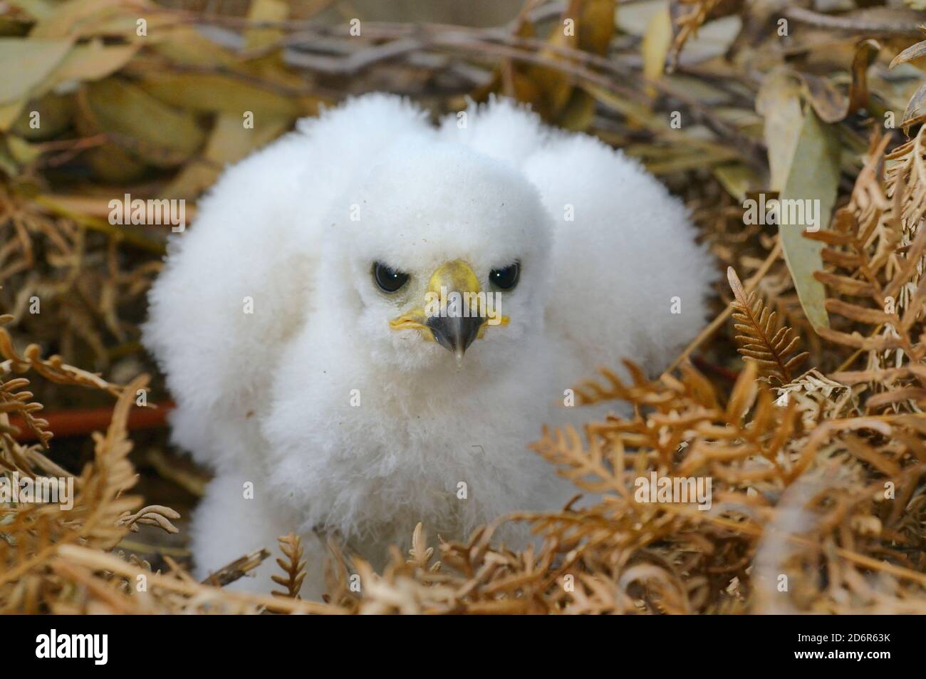 White goshawk hi-res stock photography and images - Alamy