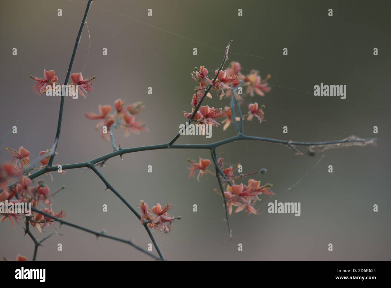 Capparis decidua,Capparis decidua, known in Hindi as karira, kair or ...