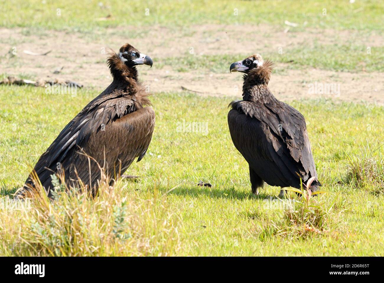 White Rumped Vulture Gyps Bengalensis Near Chitwan National Park