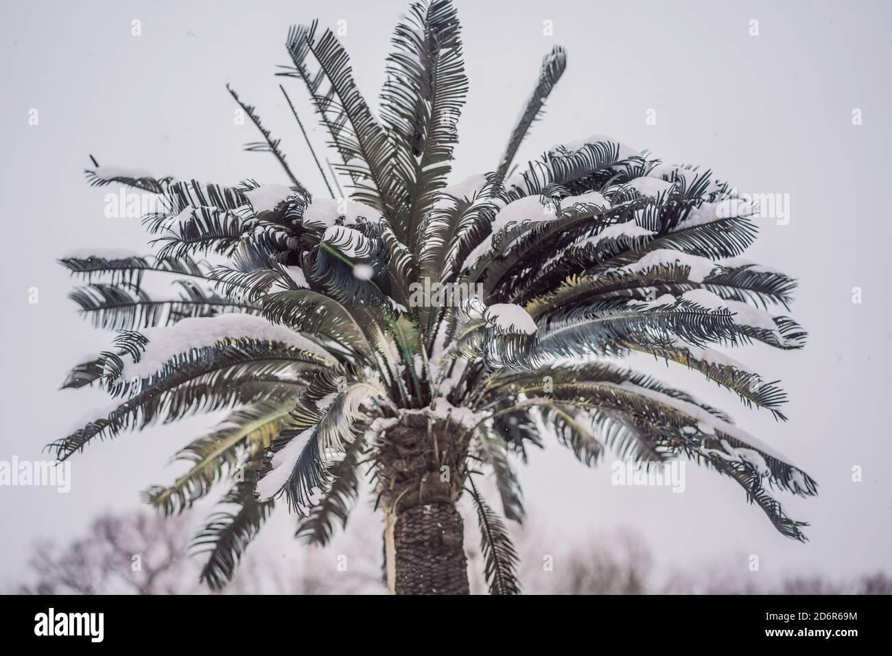 Hot tree, cold weather. Palm tree in the snow Stock Photo - Alamy