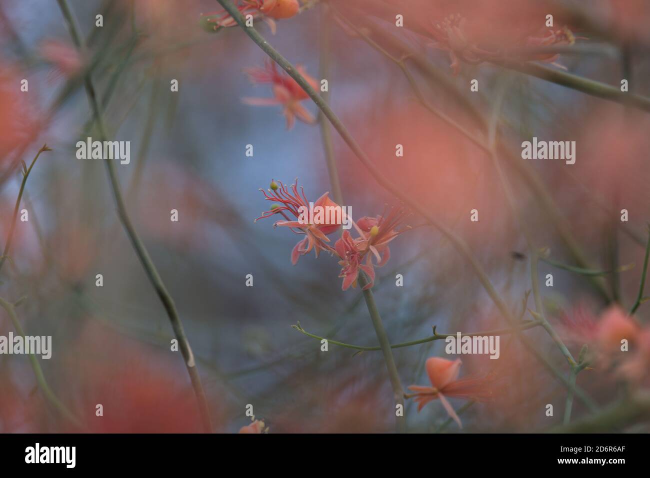 Capparis decidua,Capparis decidua, known in Hindi as karira, kair or ...