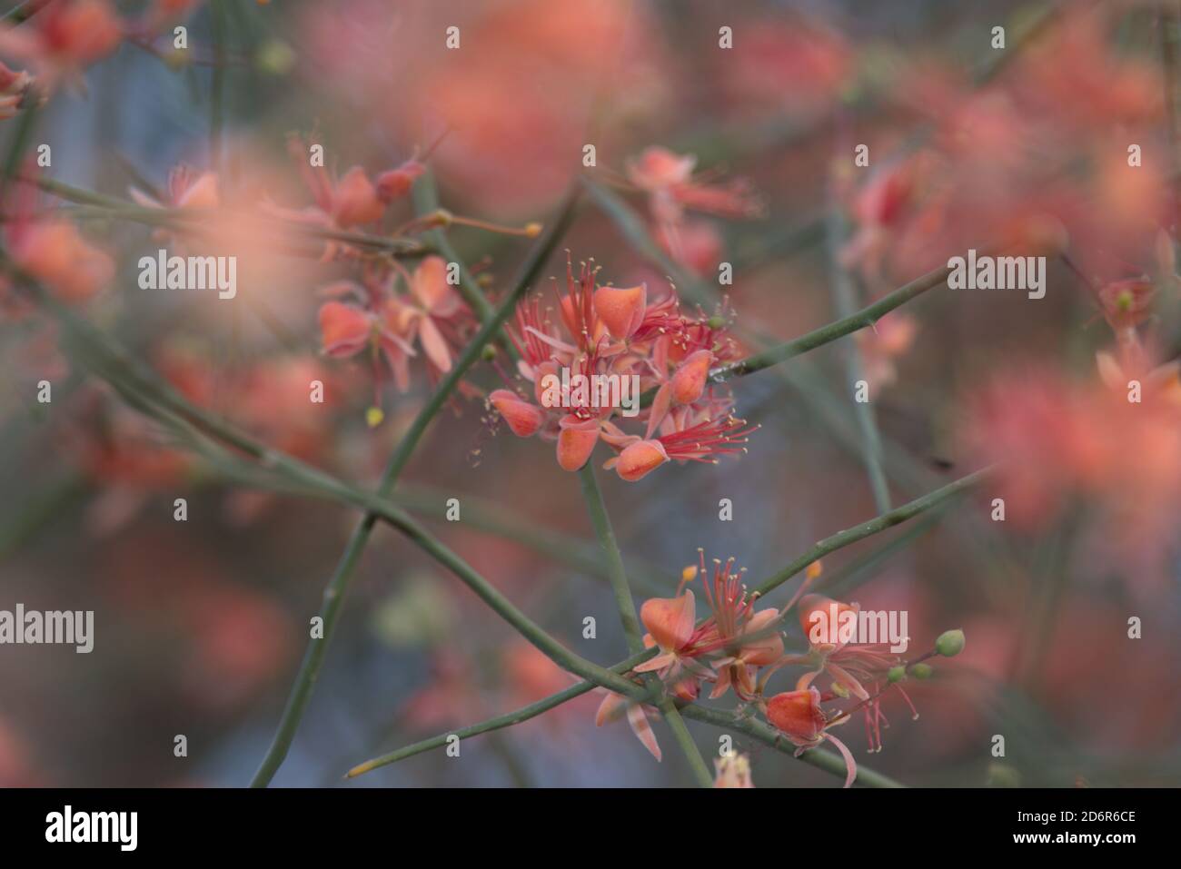 Capparis decidua,Capparis decidua, known in Hindi as karira, kair or ...