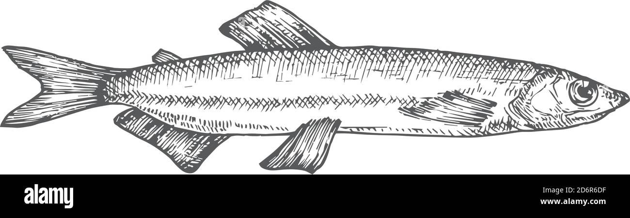 Capelin Stock Vector Images - Alamy