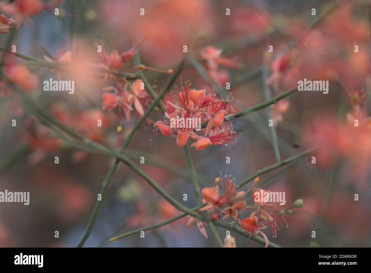 Capparis decidua,Capparis decidua, known in Hindi as karira, kair or ...