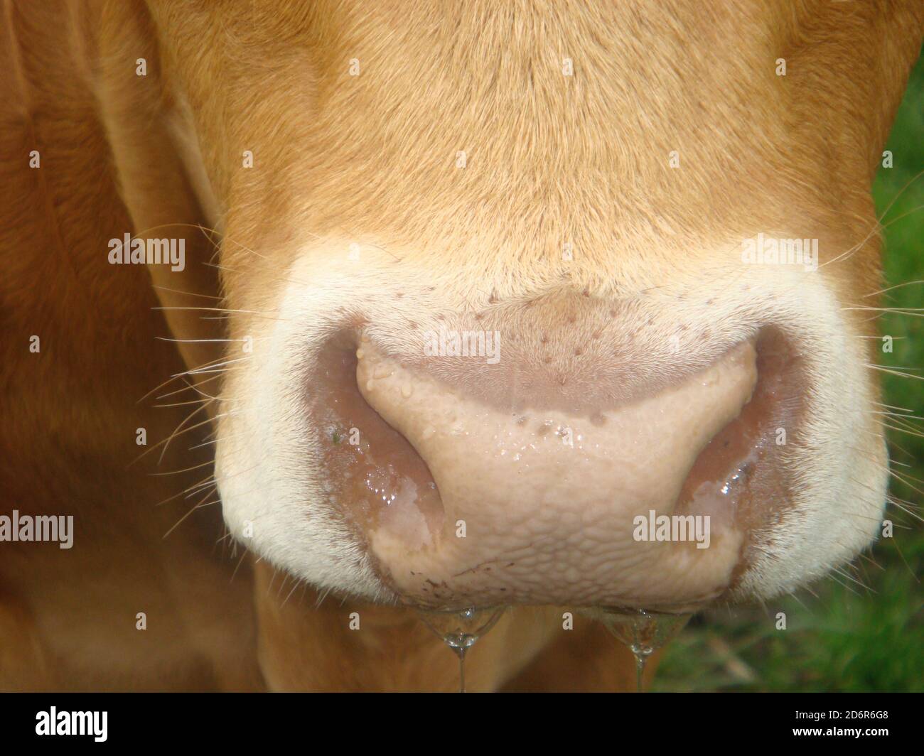 Snotty nose cow hi-res stock photography and images - Alamy