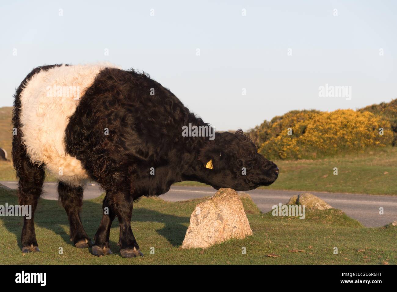 Cow scratching chin on a rock on Dartmoor Stock Photo - Alamy