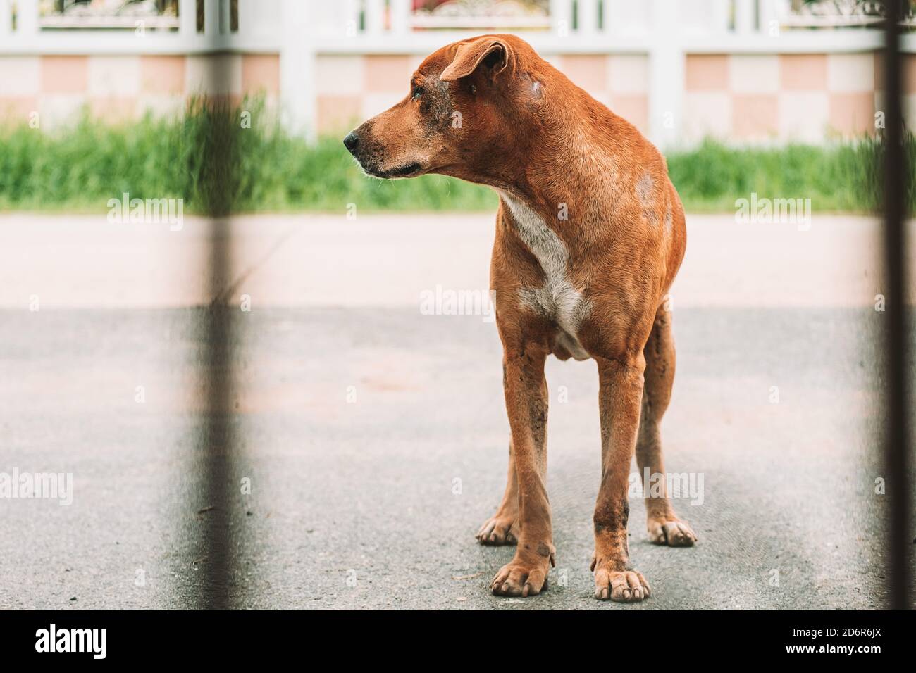 Sad dog thinking hi-res stock photography and images - Alamy