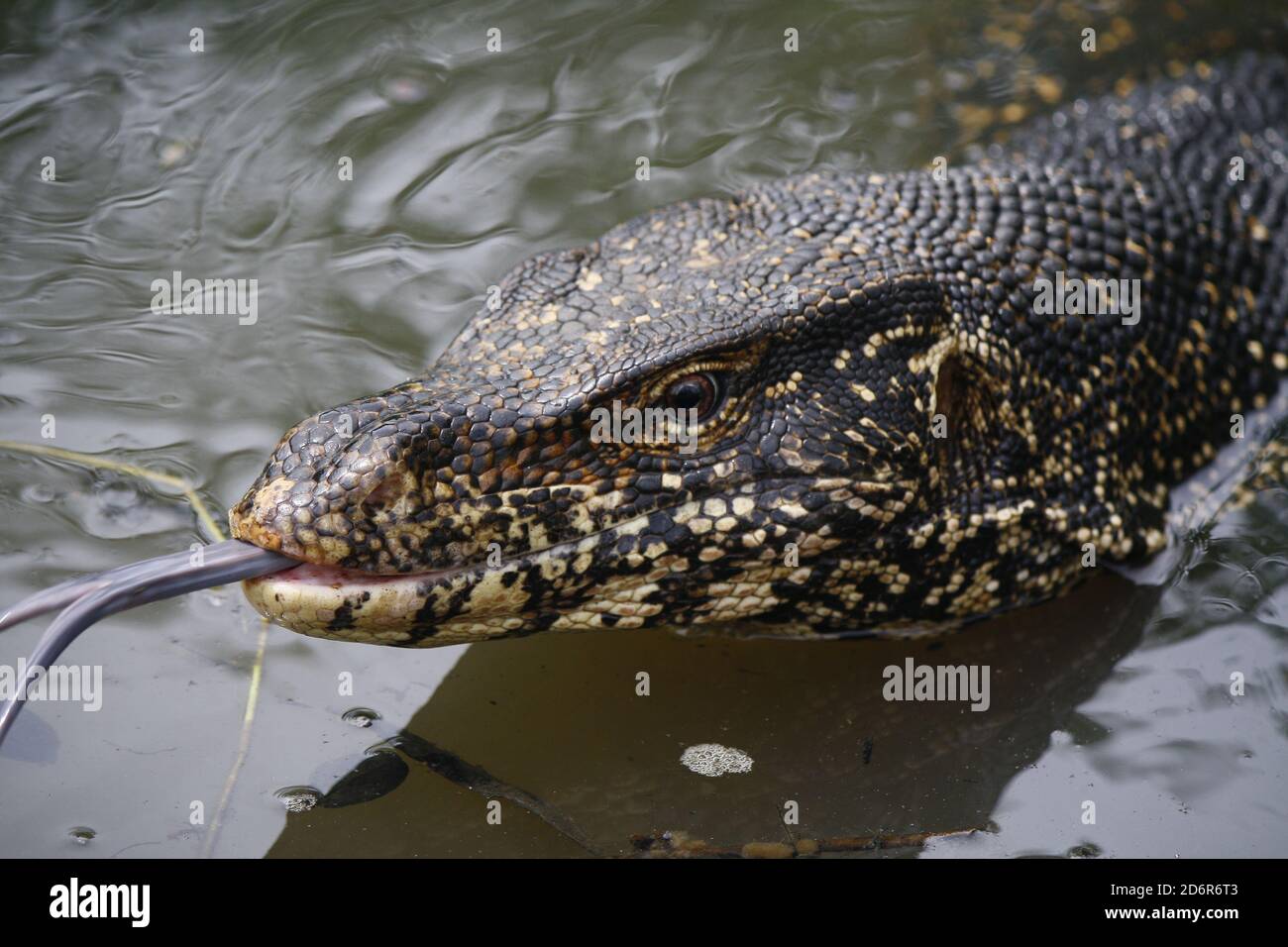 Large water monitor with black scales and yellow patche swith pink ...