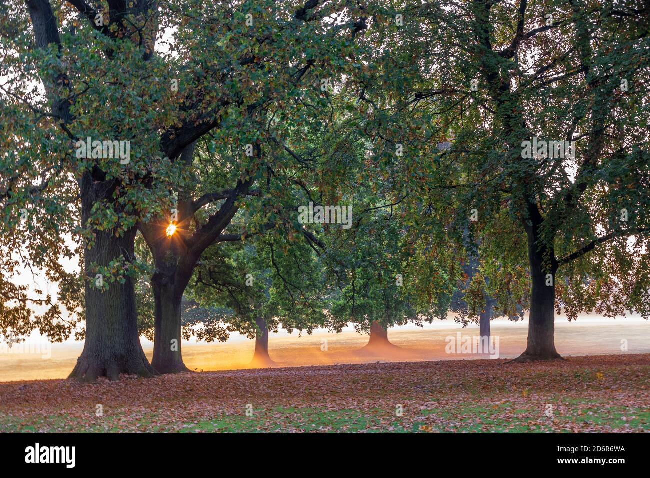 Deciduous trees changing colour hi-res stock photography and images - Alamy