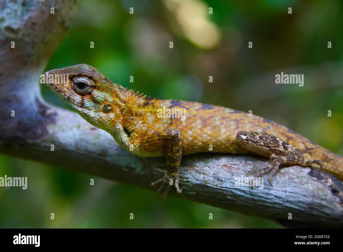 A Female Orange and black patched Garden Lizard laying along grey ...