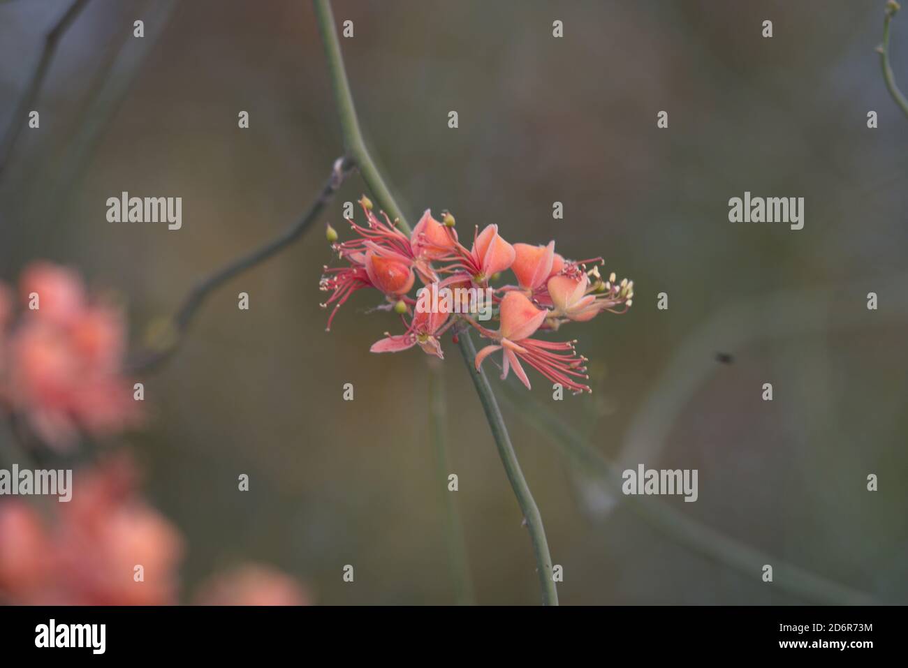 Capparis decidua,Capparis decidua, known in Hindi as karira, kair or ...