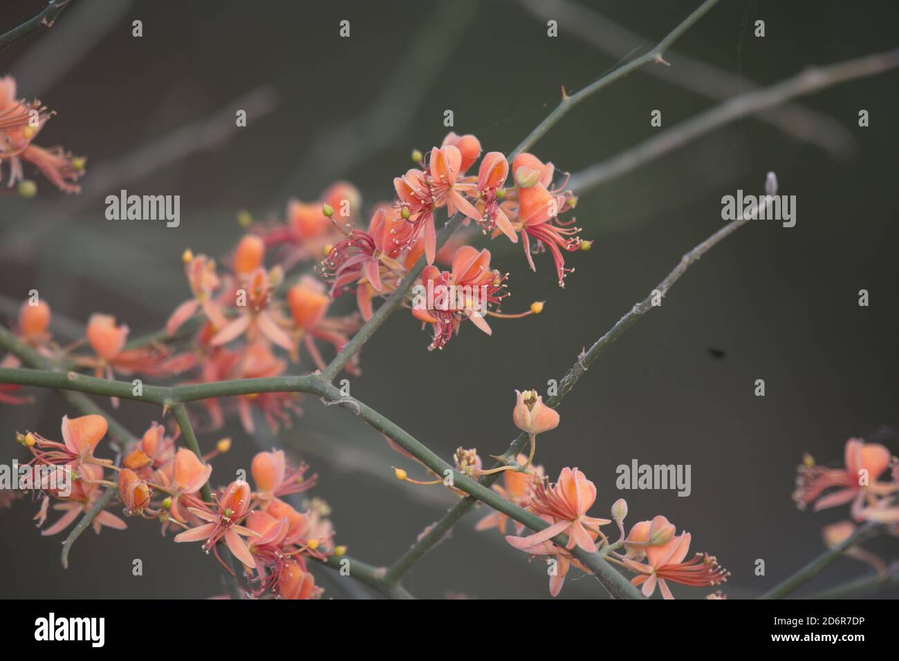 Capparis decidua,Capparis decidua, known in Hindi as karira, kair or ...