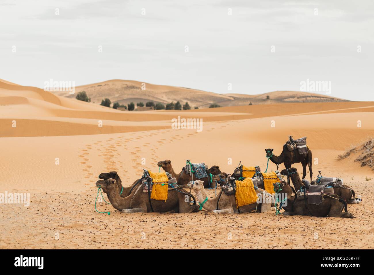 Camel caravan rest in Sahara desert, Morocco. Sand dunes on background ...