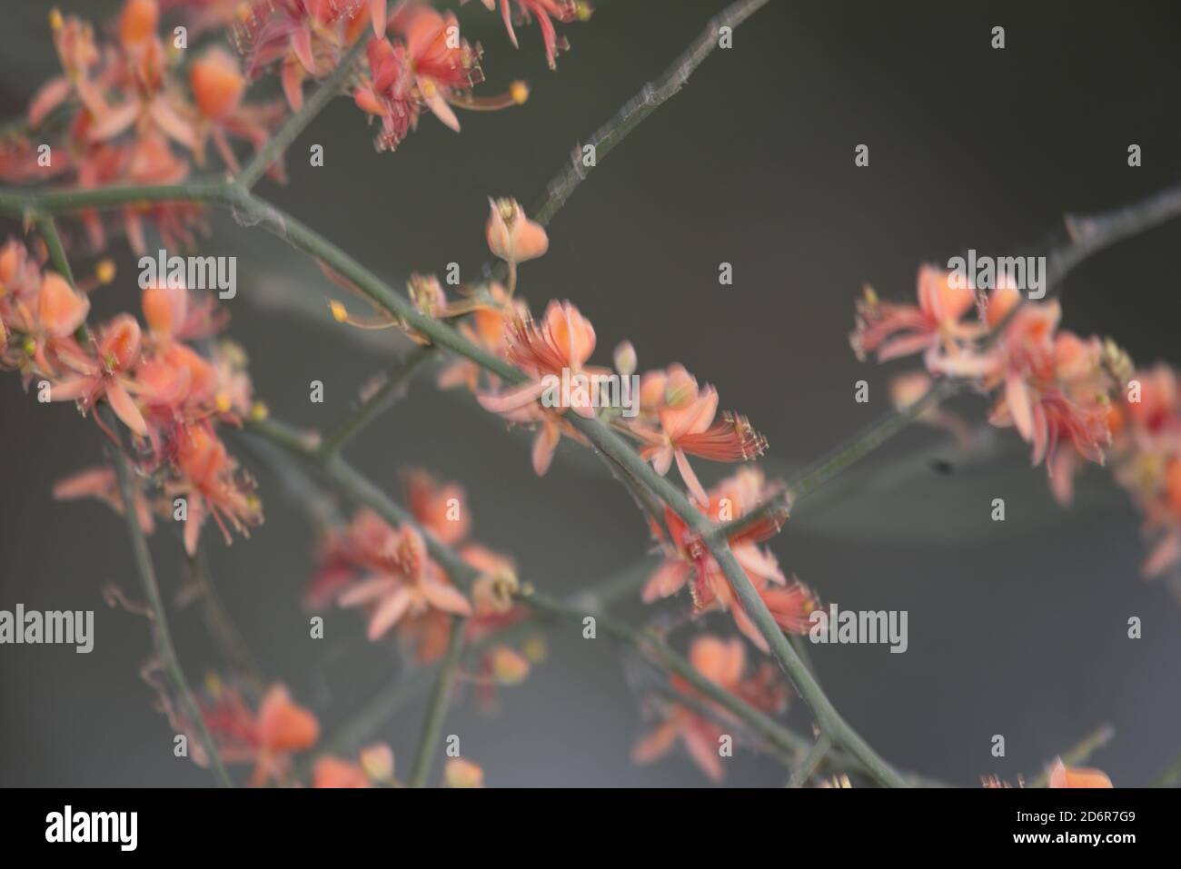 Capparis Decidua High Resolution Stock Photography and Images - Alamy