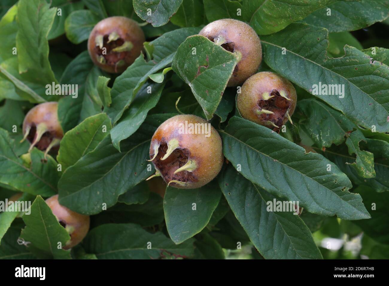 Bletted medlar hi-res stock photography and images - Alamy