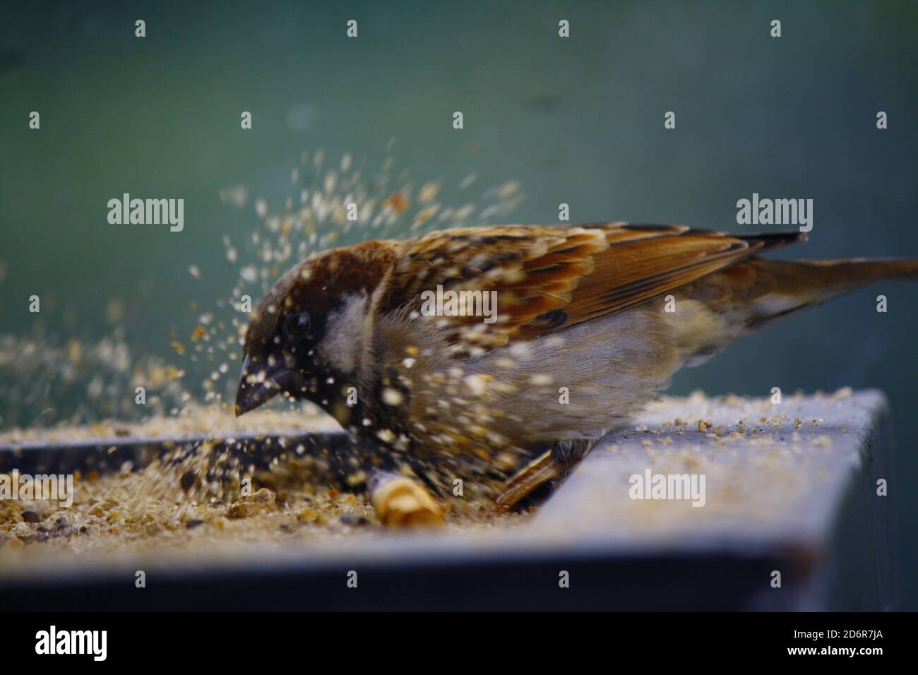 White belly hi-res stock photography and images - Alamy