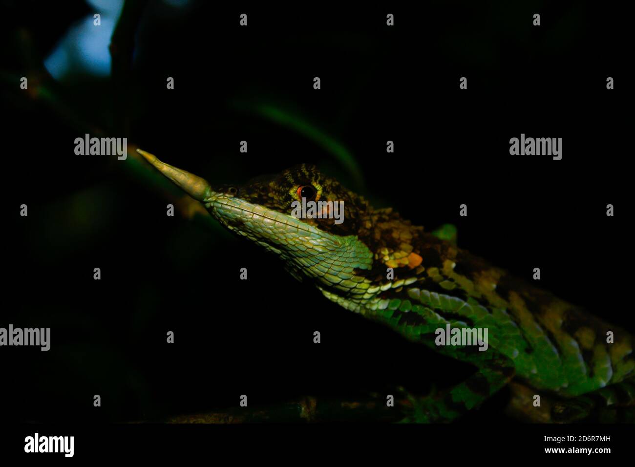 Rhino horned Lizard close up head shot as it sits on a tree tree branch ...